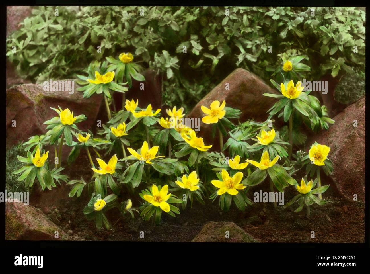 Cup shaped flowers hi-res stock photography and images - Alamy
