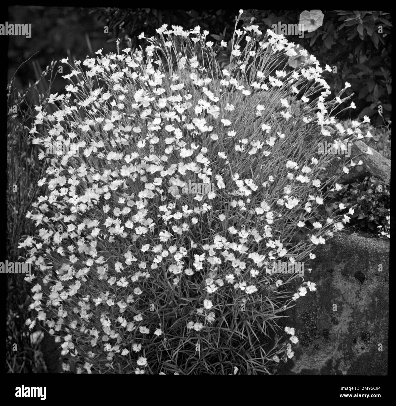 Dianthus Hungaricus, a flowering plant of the Caryophyllaceae family ...