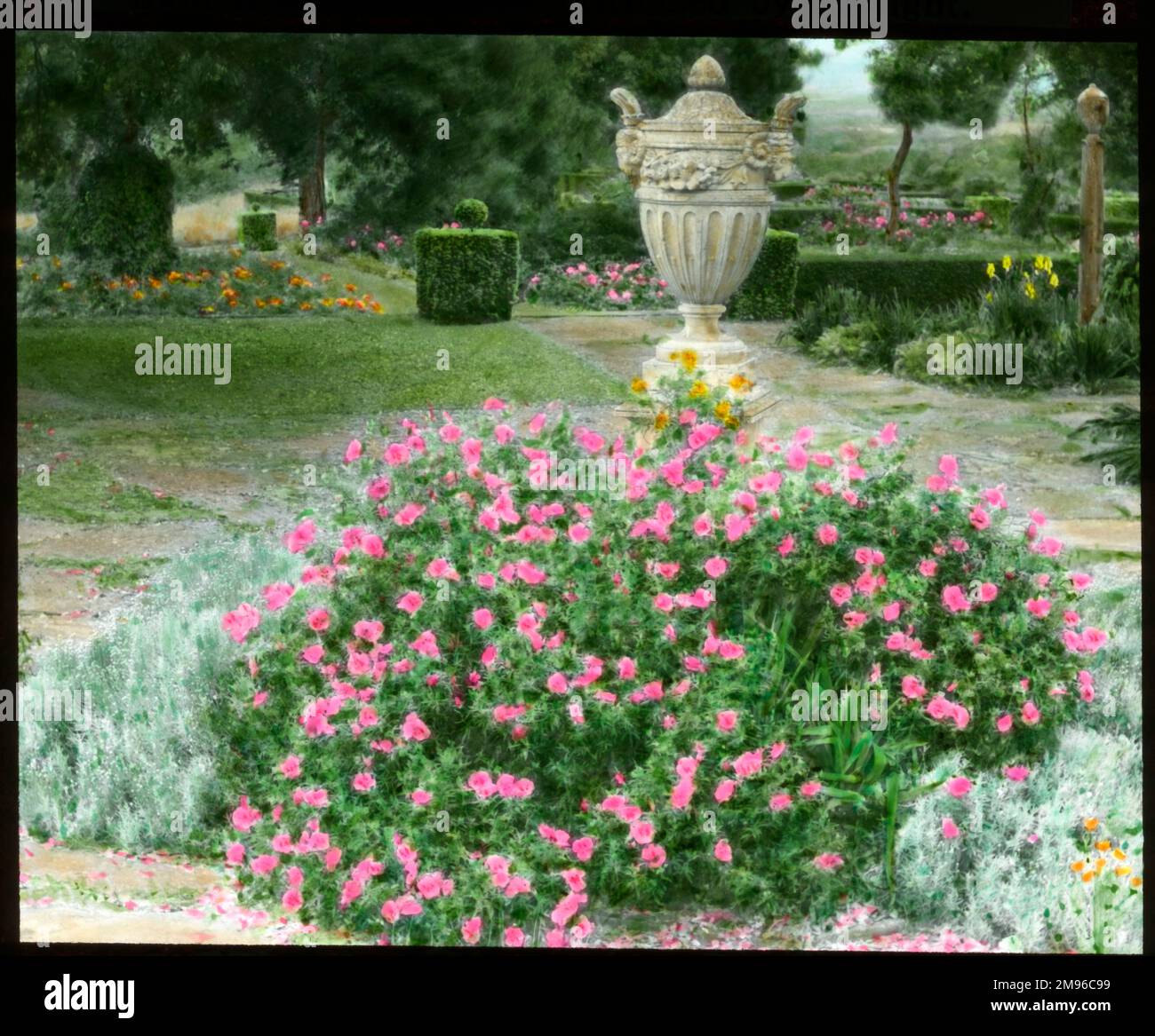 Cistus Purpureus (Orchid Rock Rose), a semi-hardy shrub of the ...