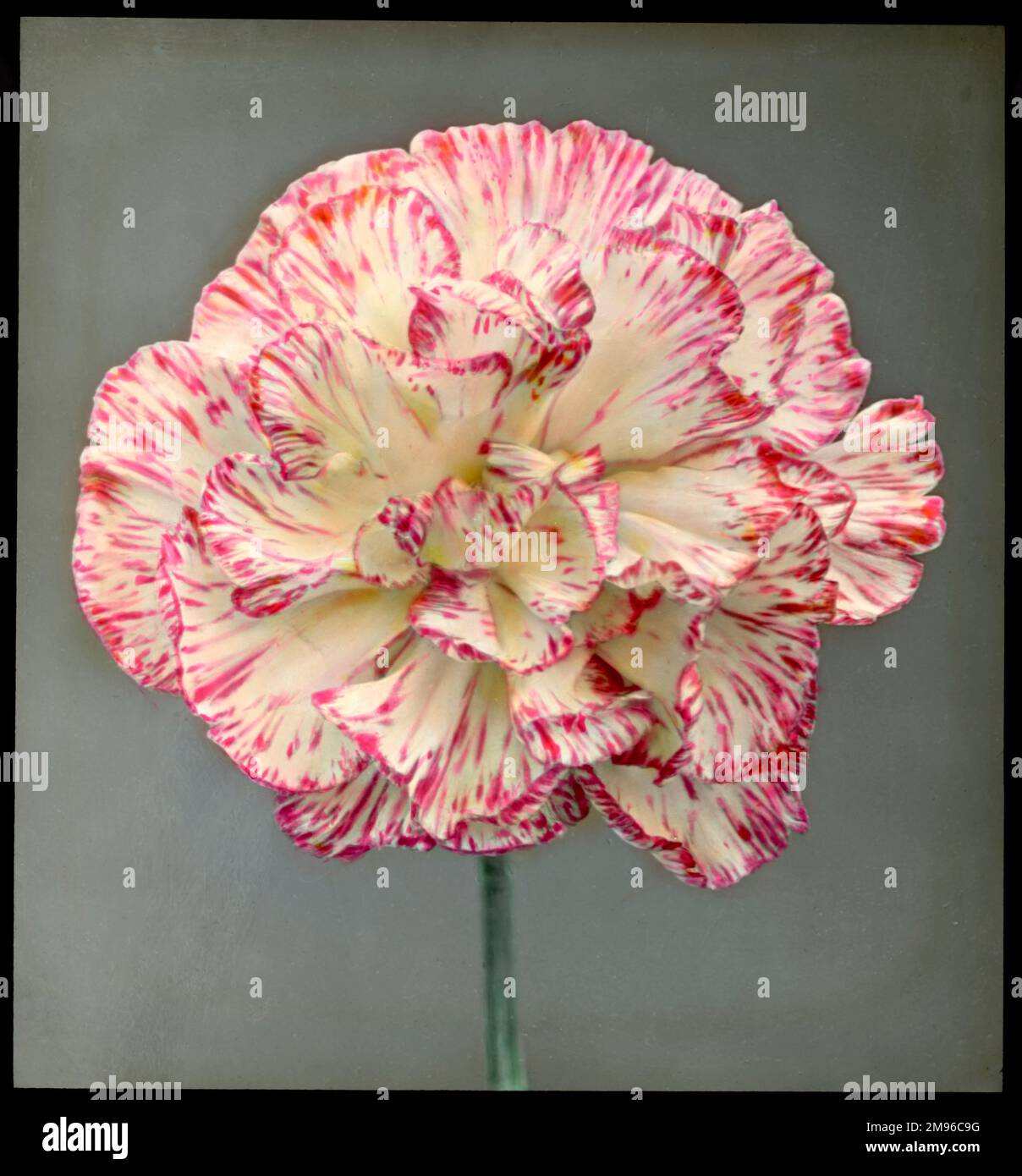 Dianthus Caryophyllus (Clove Pink, Carnation) named Jazz, seen here in ...