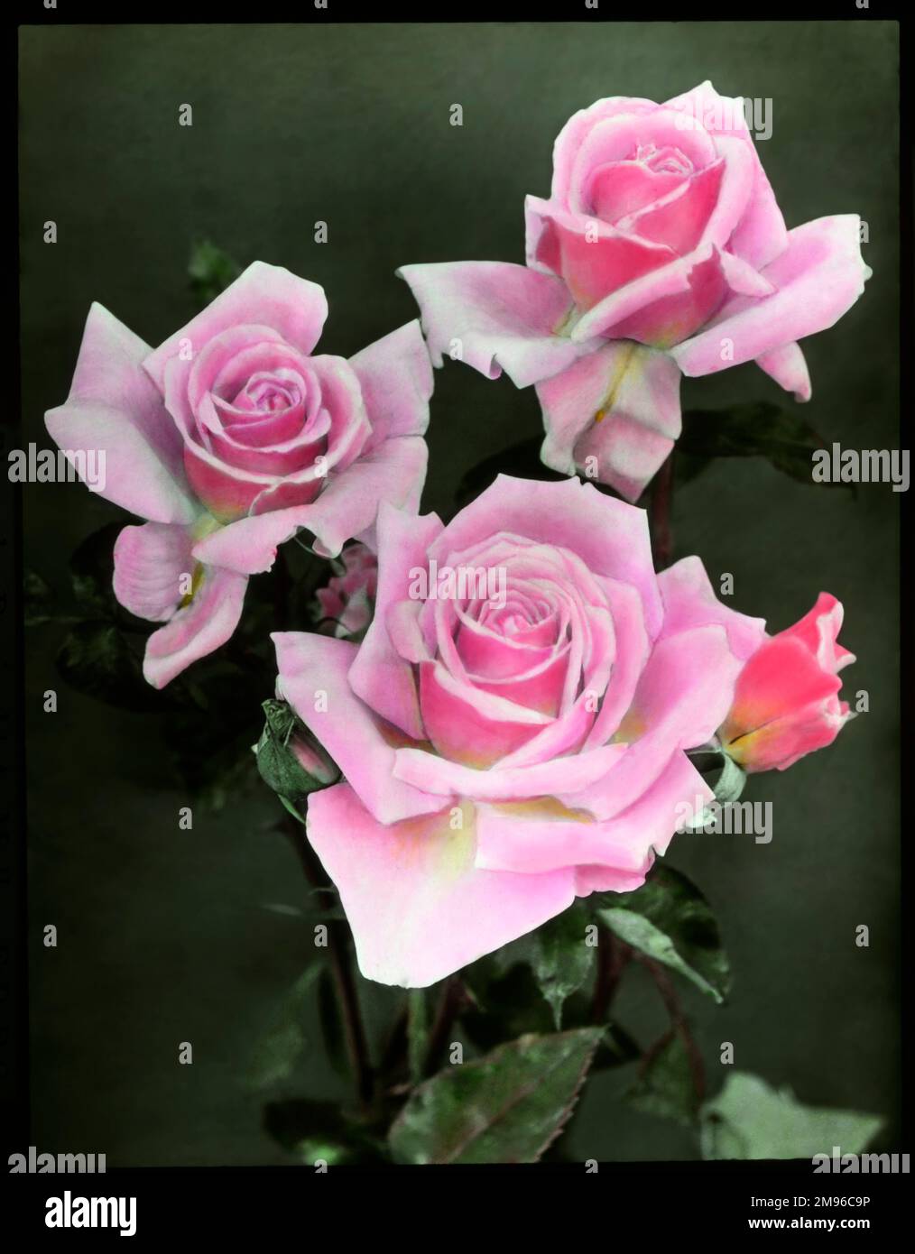 Rosaceae family hi-res stock photography and images - Alamy