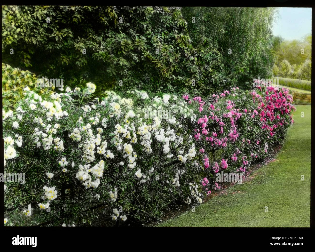 A hedge full of roses (Rosaceae family) of different colours, white ...