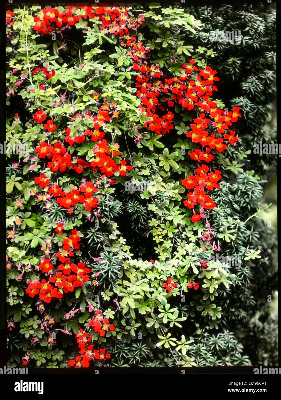 Tropaeolum Speciosum (Flame Flower), a semi-hardy perennial nasturtium ...