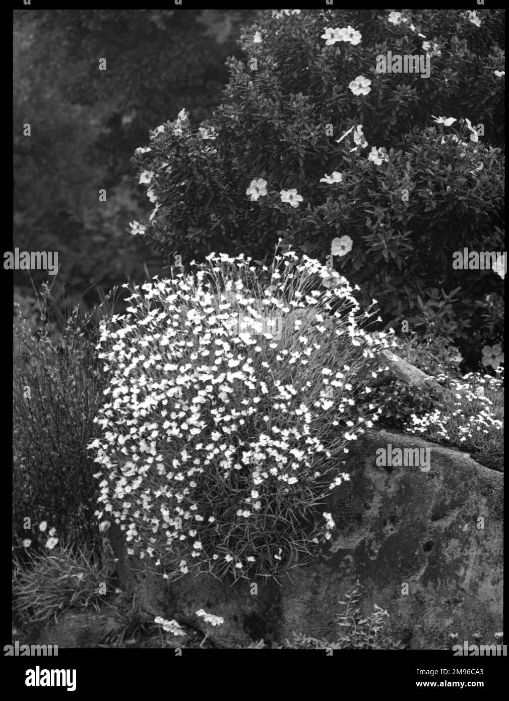 Cistus Villosus (Soft-Hairy Rock Rose), a flowering plant of the ...