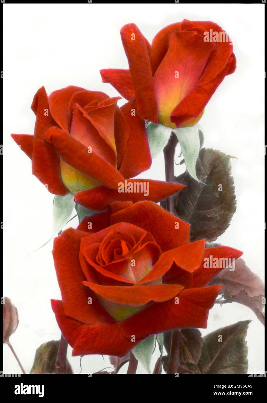 Three red-orange roses (Rosaceae family) with a touch of yellow, seen ...