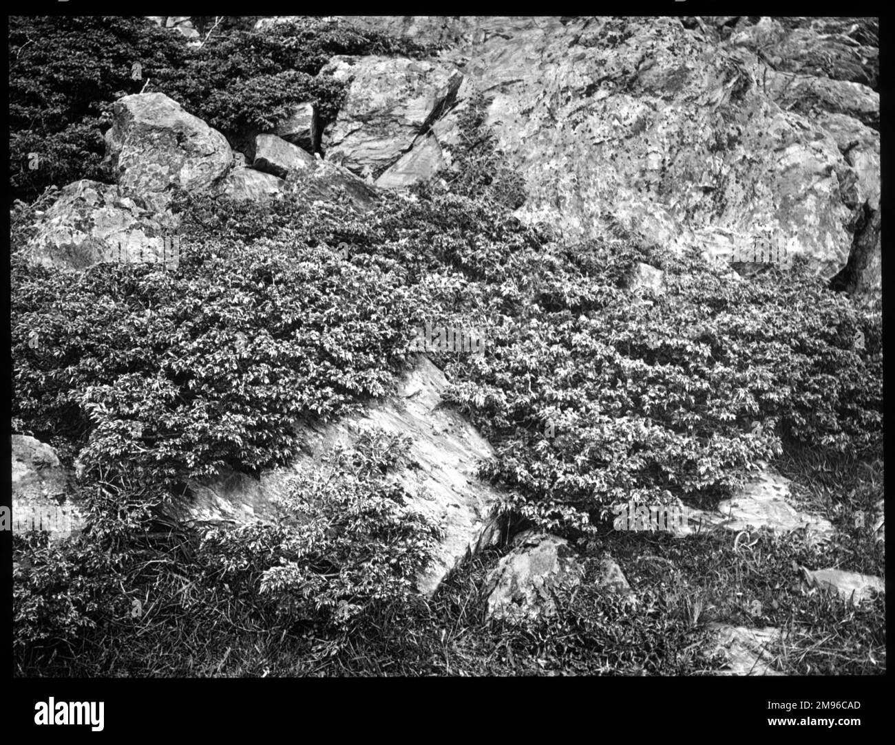 Juniperus Communis (Common Juniper), a woody plant of the Cupressaceae ...