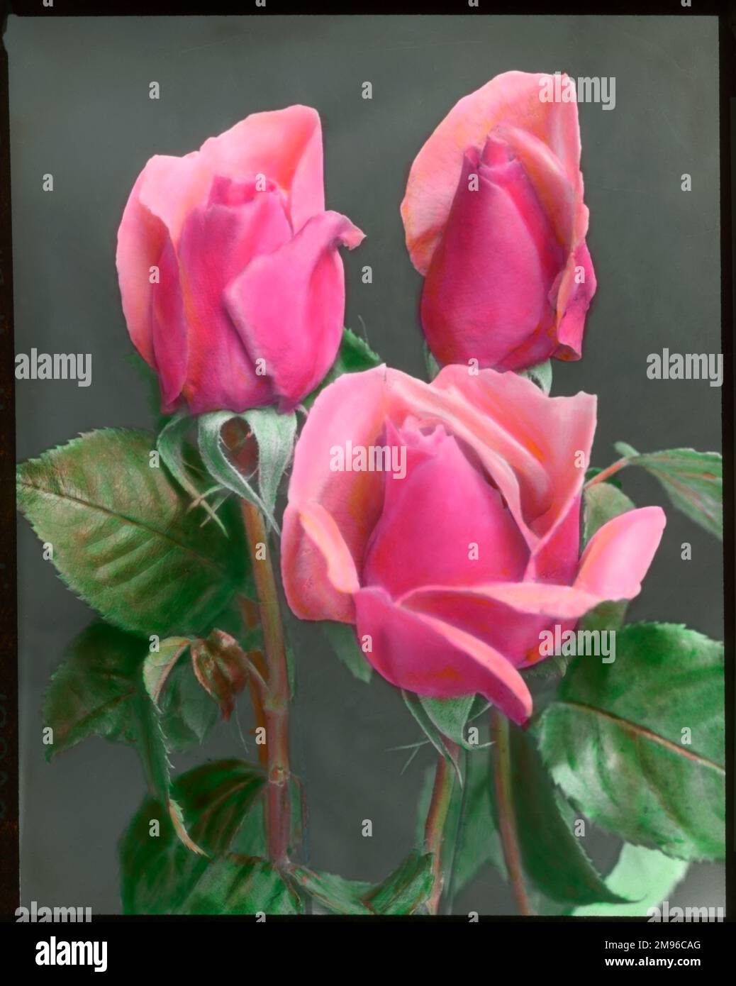 Rosa 'Betty Uprichard', a variety of large-flowered rose of the ...