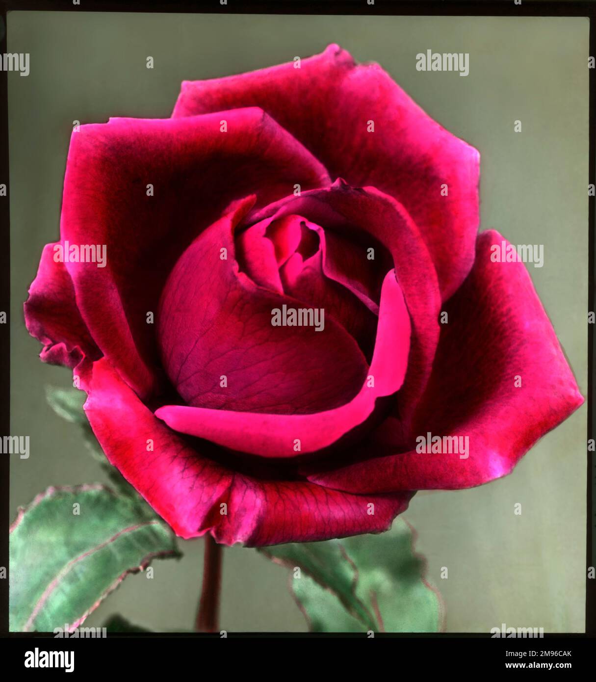 Courtney hi-res stock photography and images - Alamy