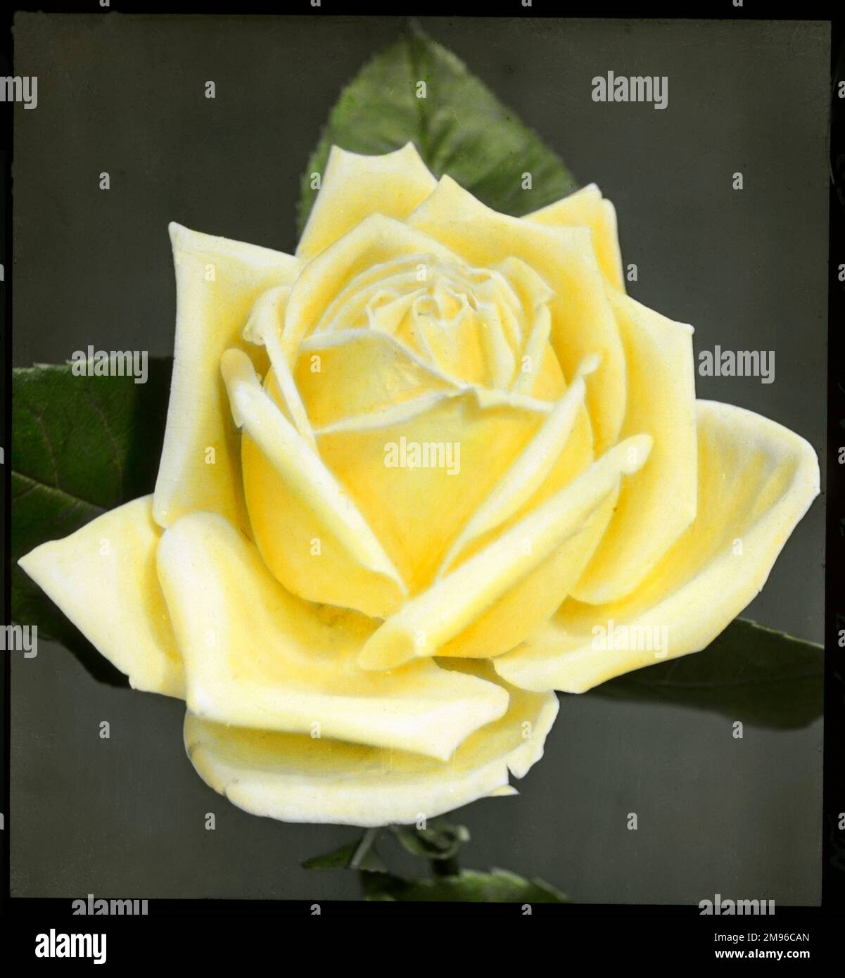 Rosa 'Marechal Niel', a tea rose of the Rosaceae family. Seen here in ...