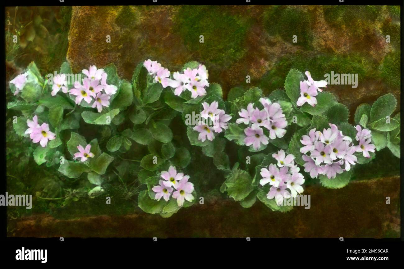 Silver edged primrose hi-res stock photography and images - Alamy