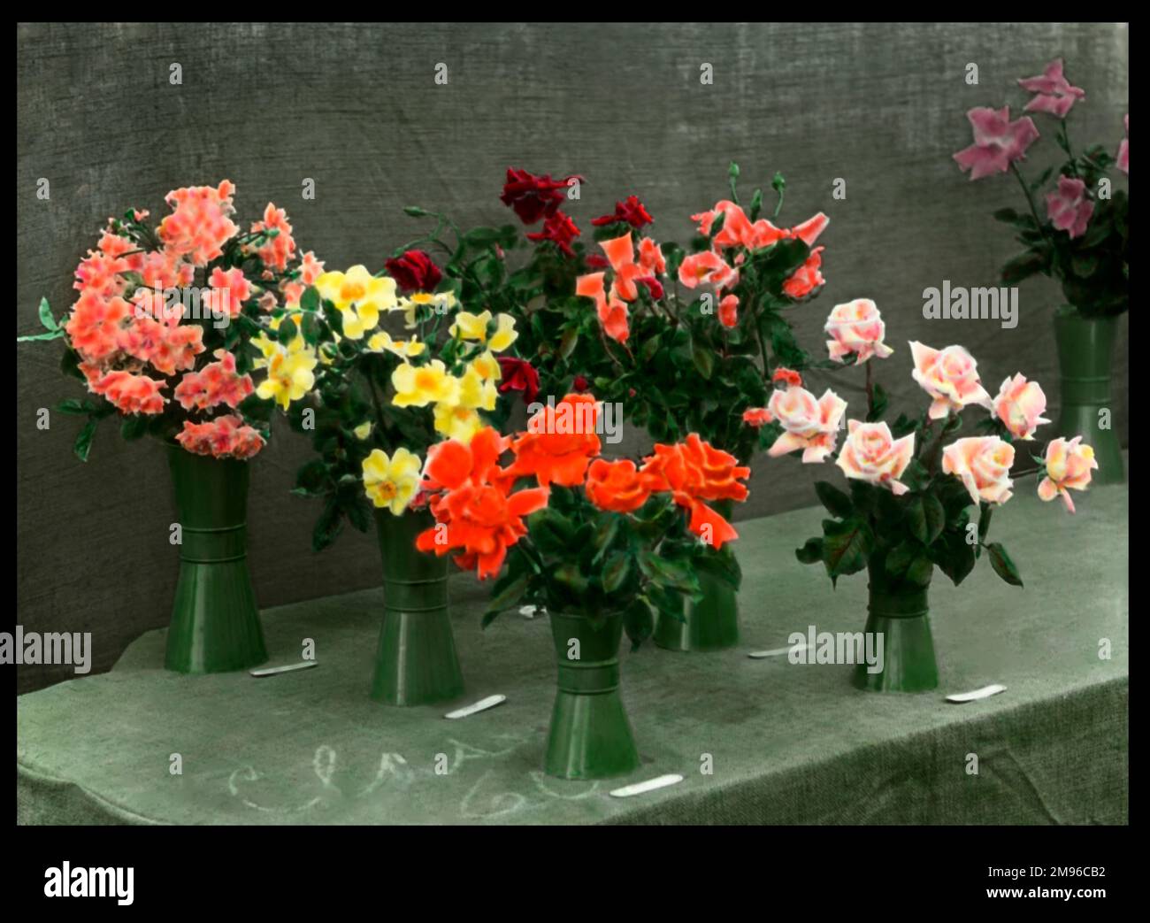 An array of roses (Rosaceae family) of different colours, yellow, pink ...