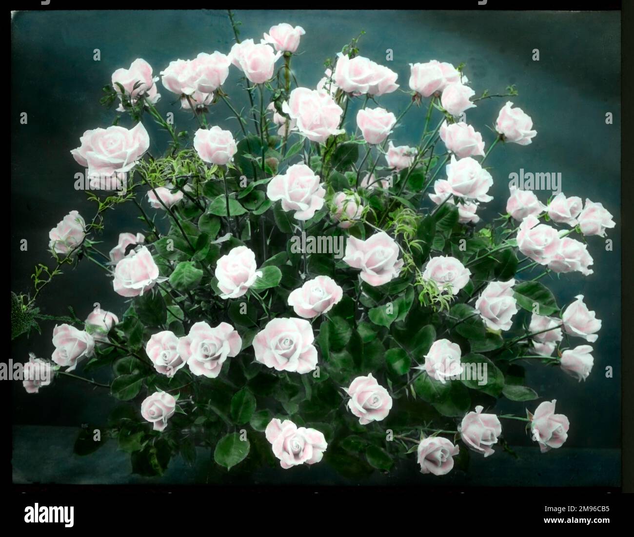 Rosaceae family hi-res stock photography and images - Alamy