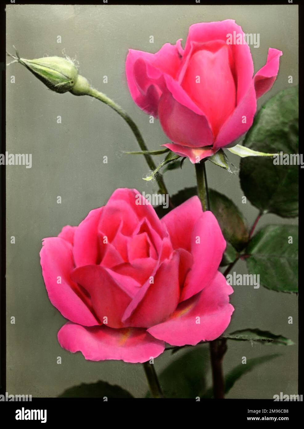 Rosa padre hi-res stock photography and images - Alamy