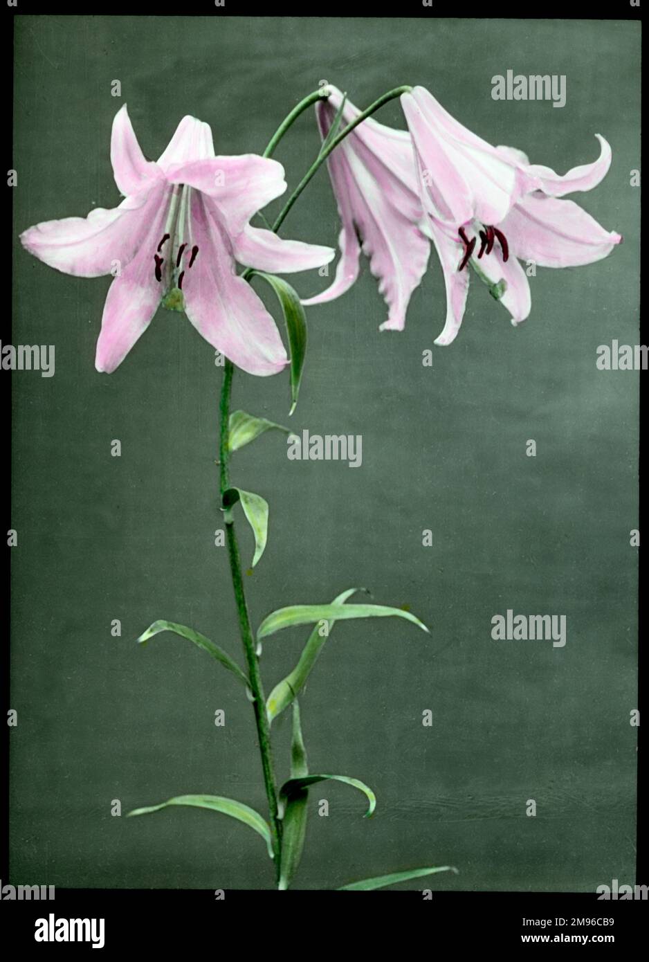 Lilium Krameri (Lilium Japonicum), a species of Lily of the Liliaceae ...