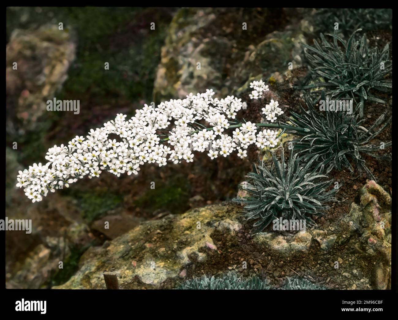 Saxifraga Lingulata, of the Saxifragaceae family (commonly known as ...