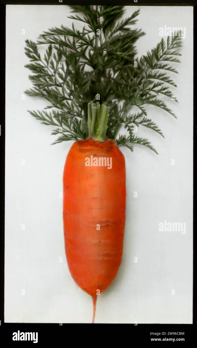 Daucus Carota Sativus (Carrot), a root vegetable of the Apiaceae family ...
