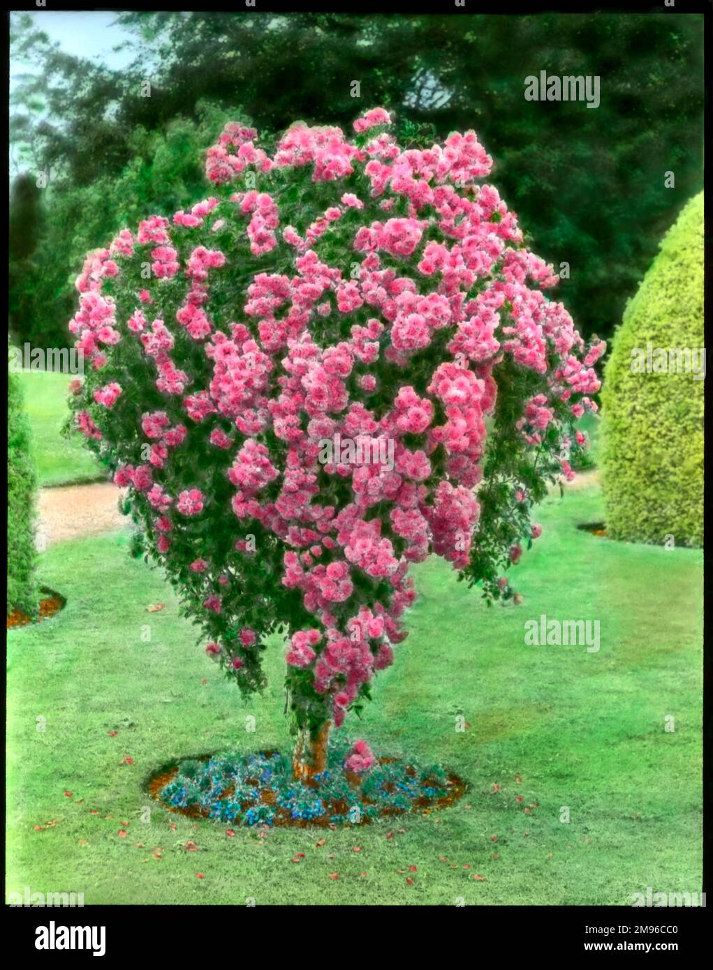 A deep pink rosebush (Rosaceae family), growing in the middle of a well ...