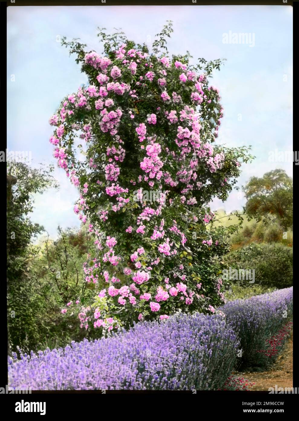 Rosaceae family hi-res stock photography and images - Alamy