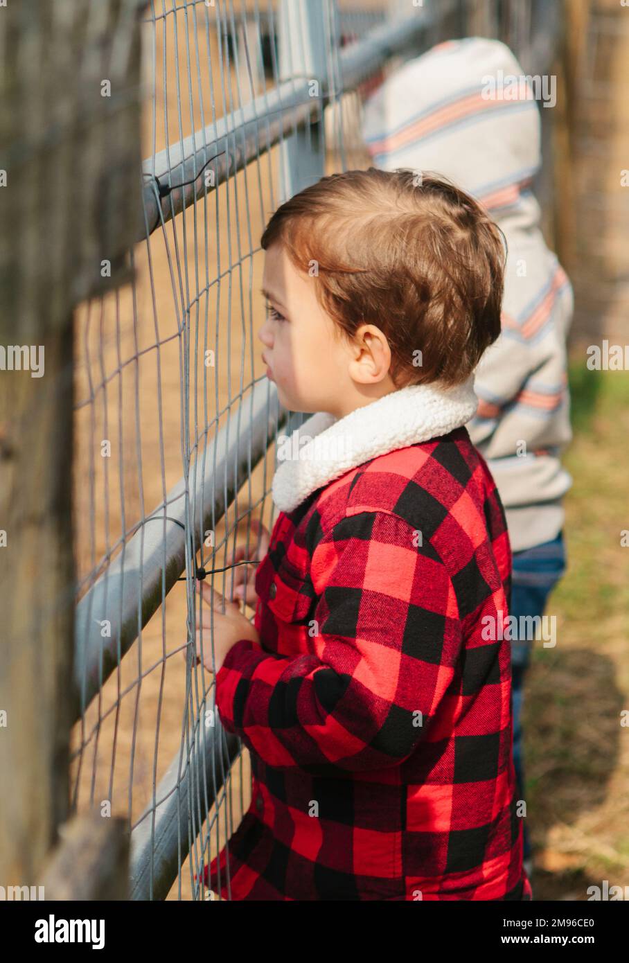 Toddler boy looking through fence at animals on florida farm Stock ...