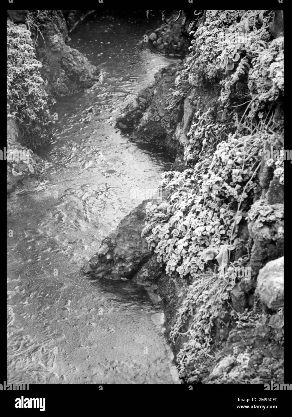 Unidentified flowers Black and White Stock Photos & Images - Alamy