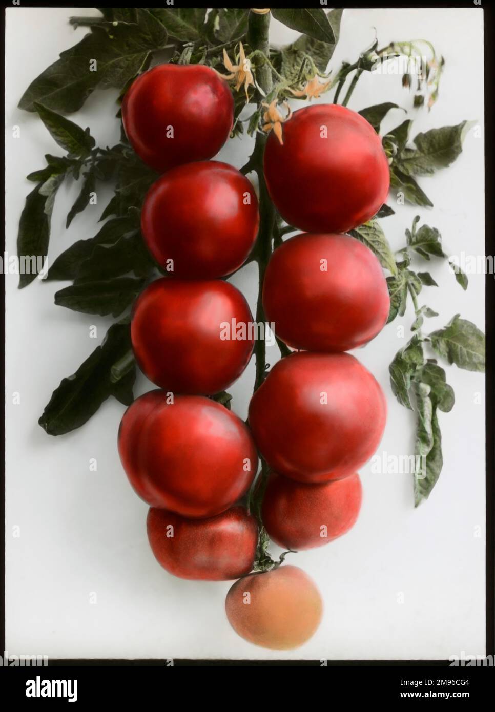 Solanum Lycopersicum (Tomato) 'Sunrise', a red fruit (often regarded as ...