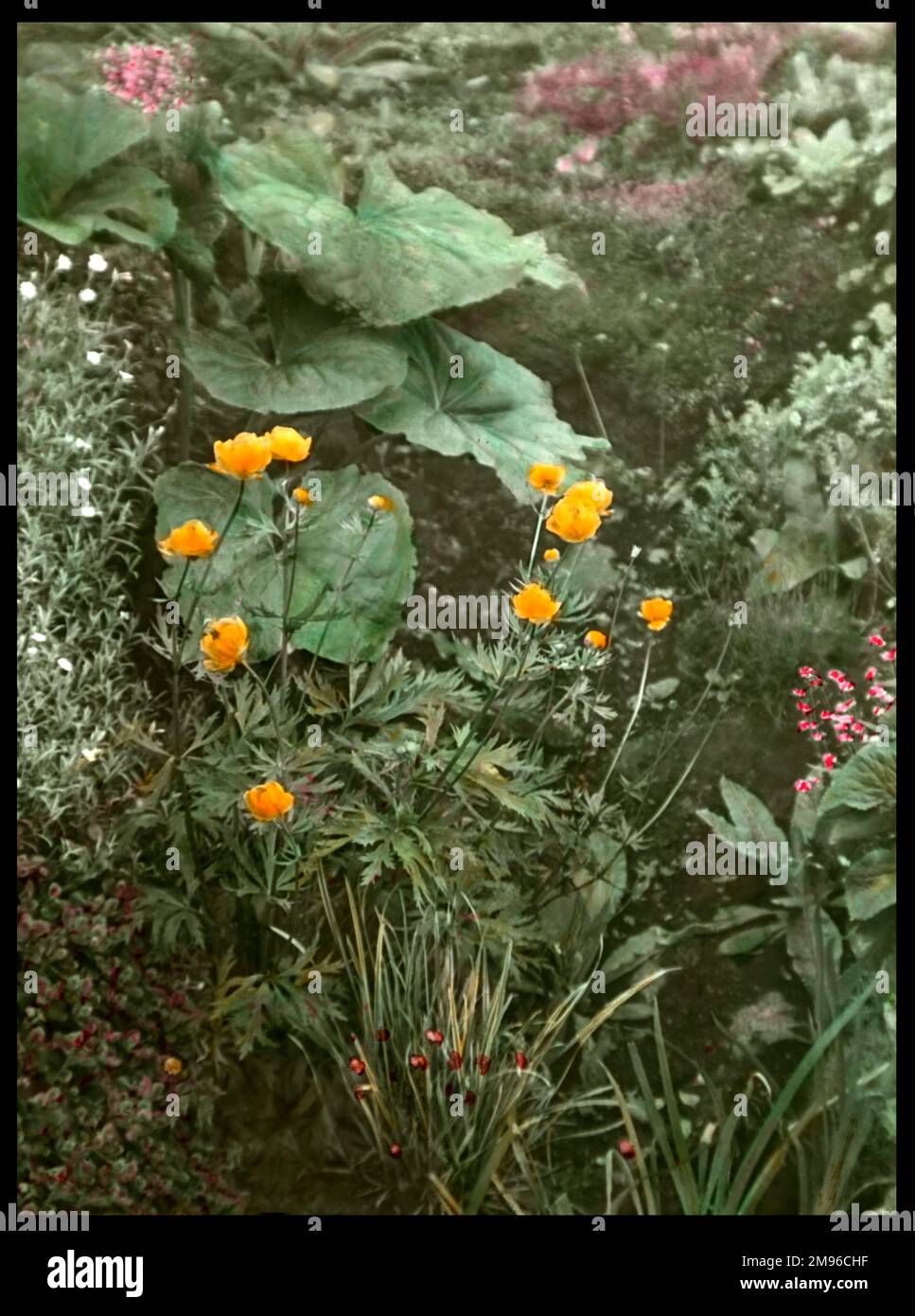 Reginald white hi-res stock photography and images - Alamy