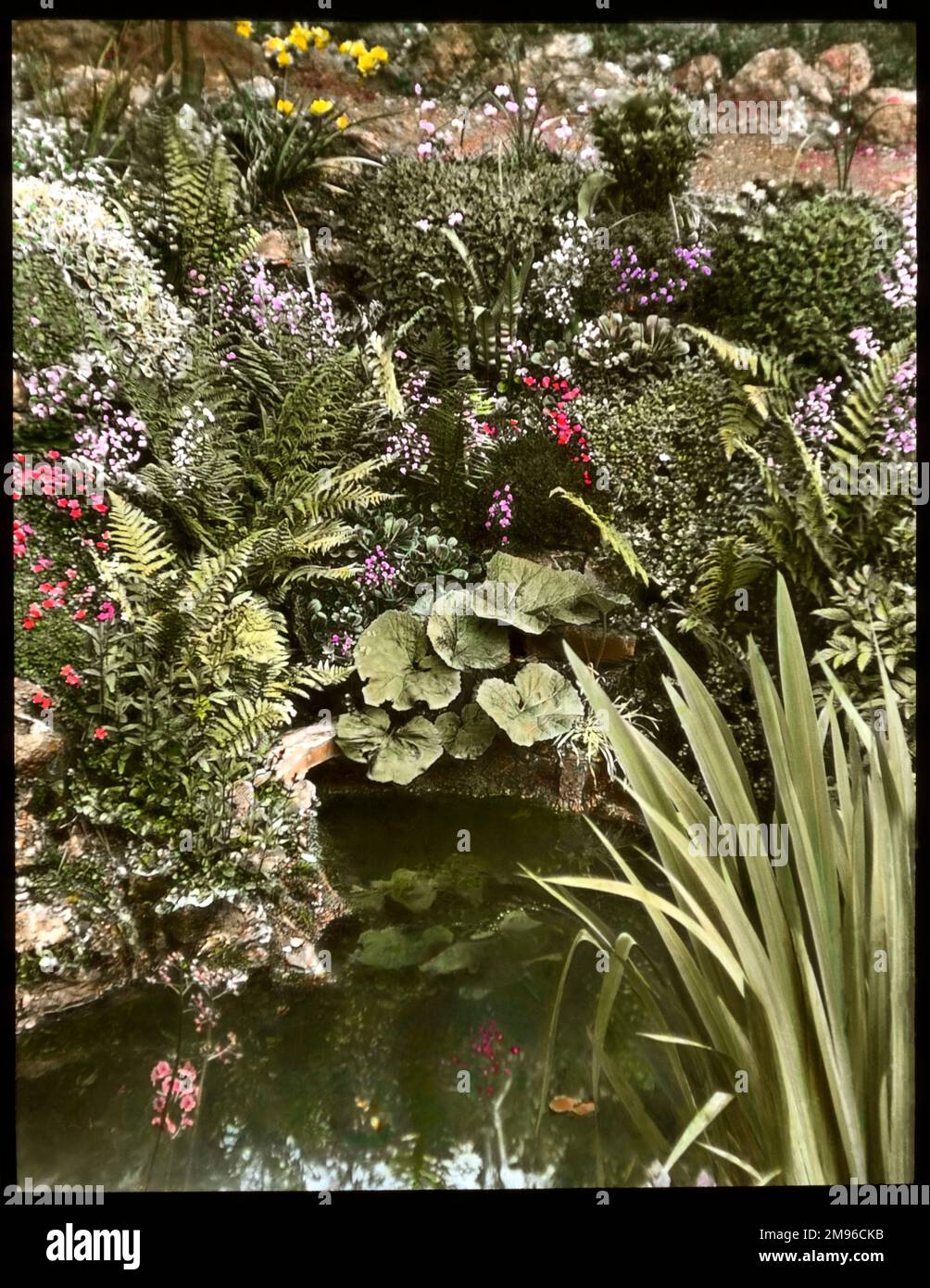 Flowers water gardens rockery hi-res stock photography and images - Alamy