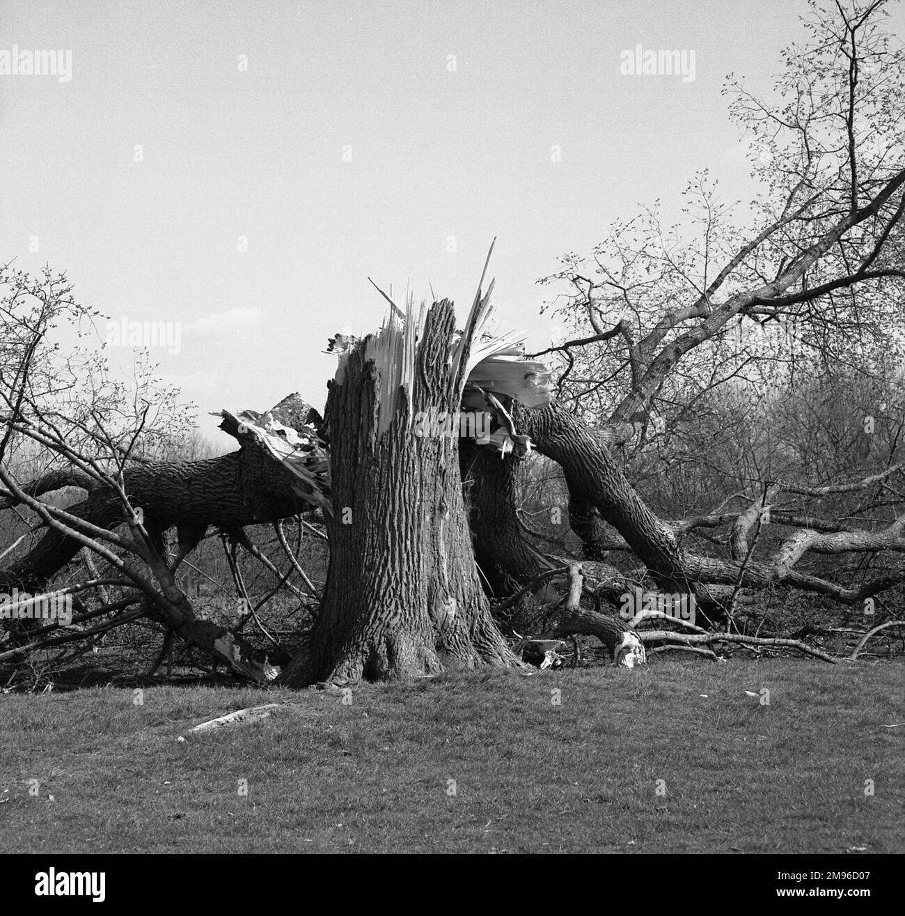 A demolished tree, with branches lying around and only part of the ...