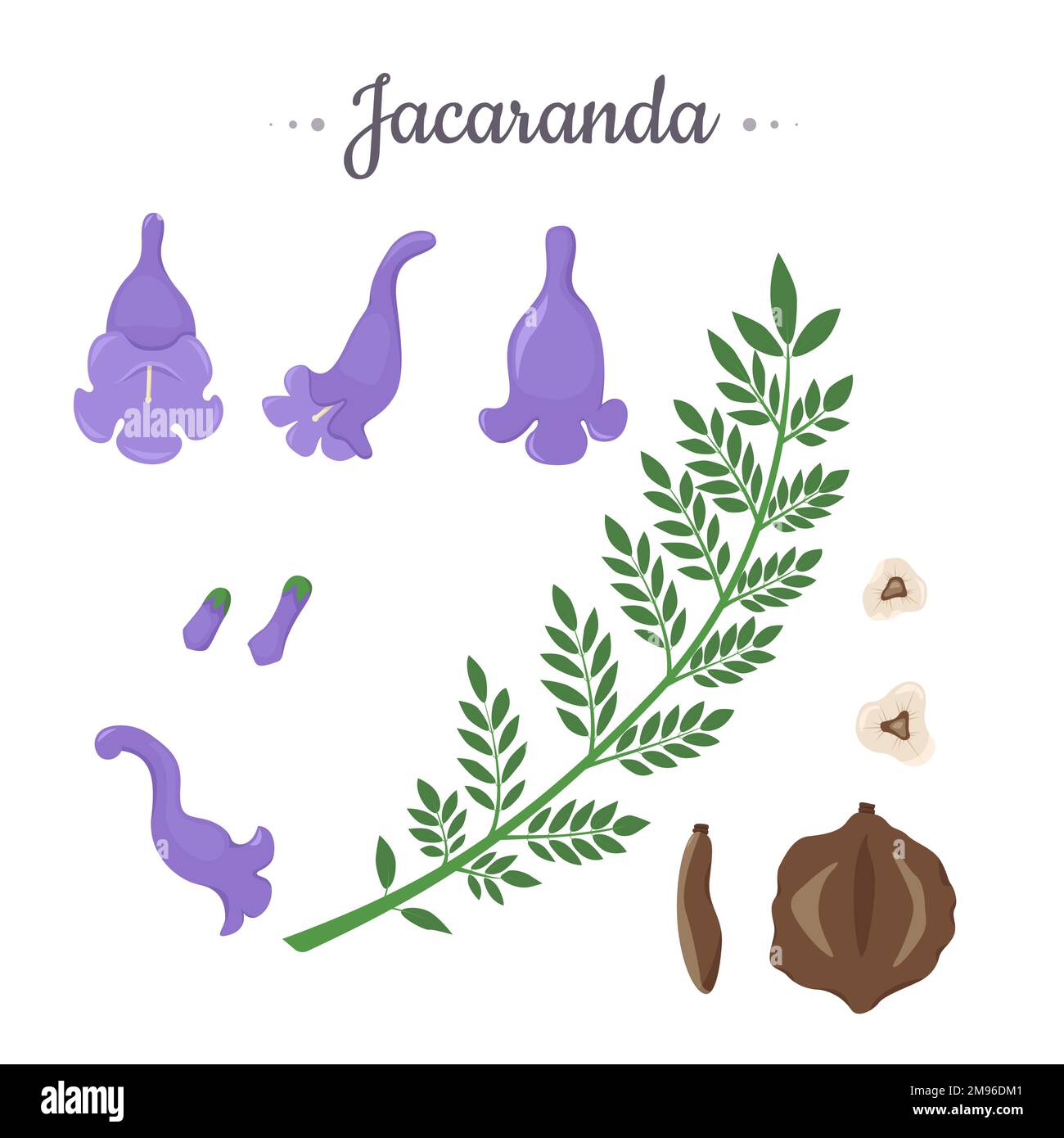Jacaranda Mimosifolia tree. Flowers, buds, seeds and branch with leaves ...