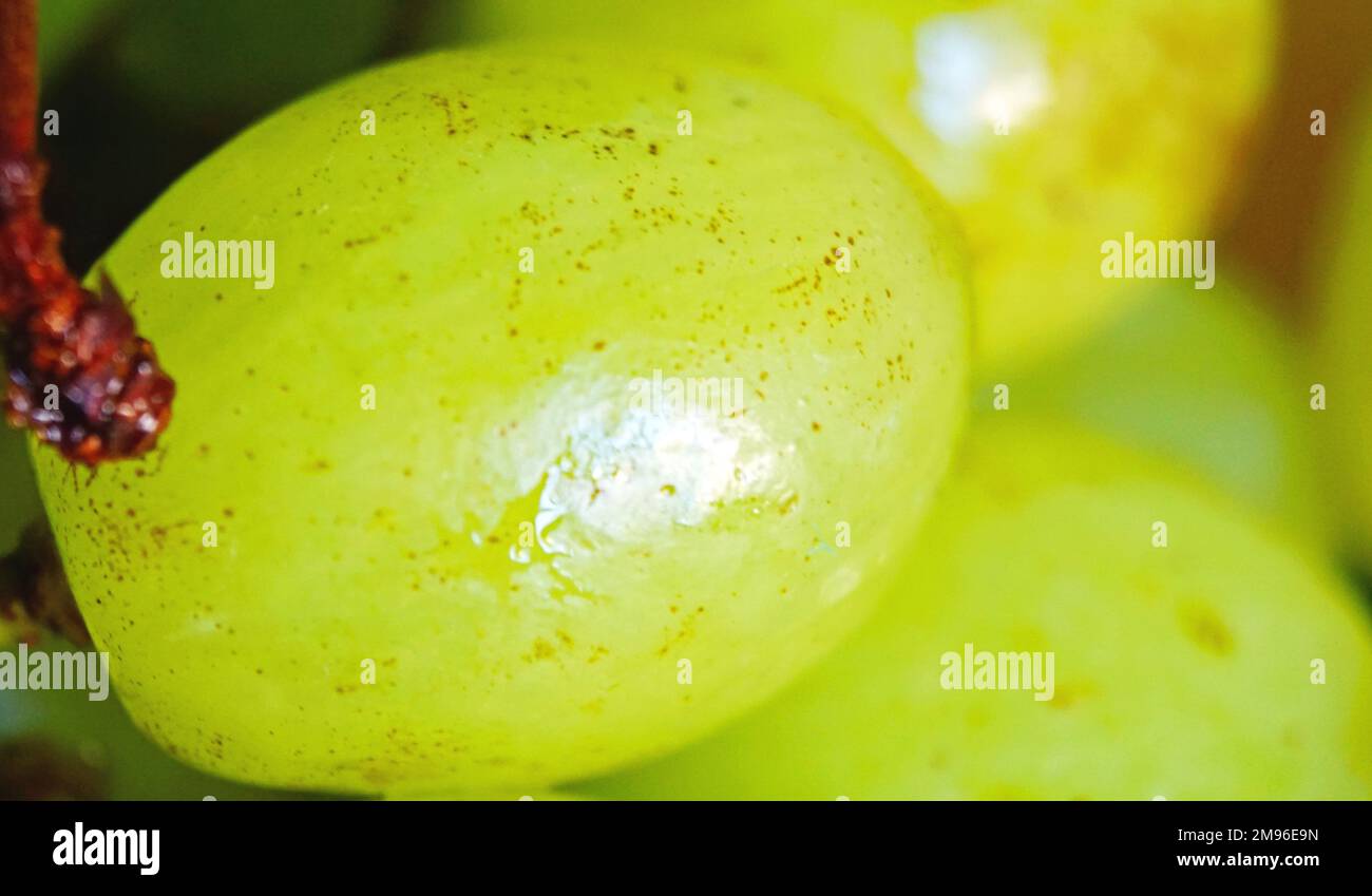 Grape grains hi-res stock photography and images - Alamy