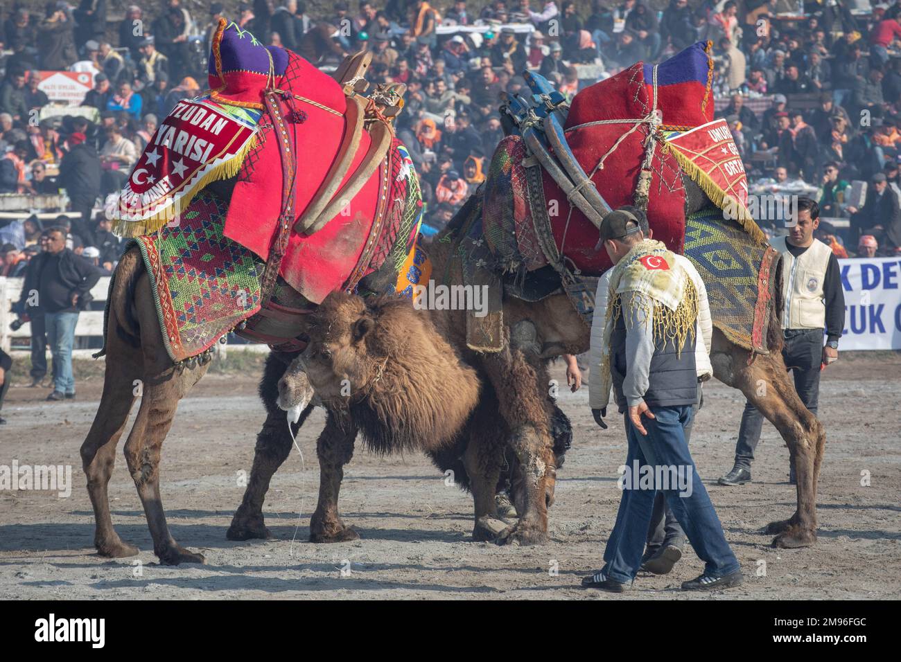 January 15, 2023: The camels in the arena and their owners, referees ...