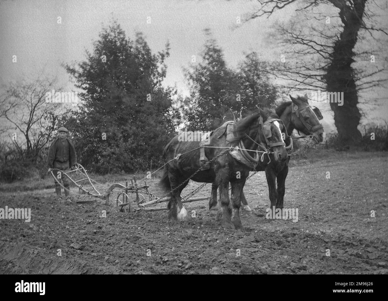 A man ploughing with two horses in a field Stock Photo - Alamy