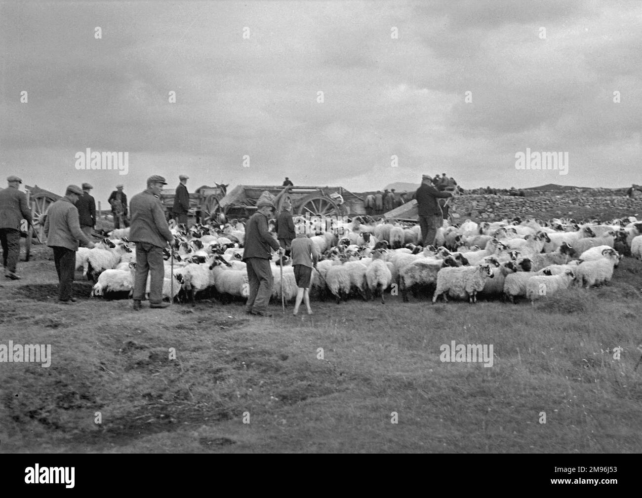 Shepherds at North Uist, Outer Hebrides, Scotland, with their sheep ...