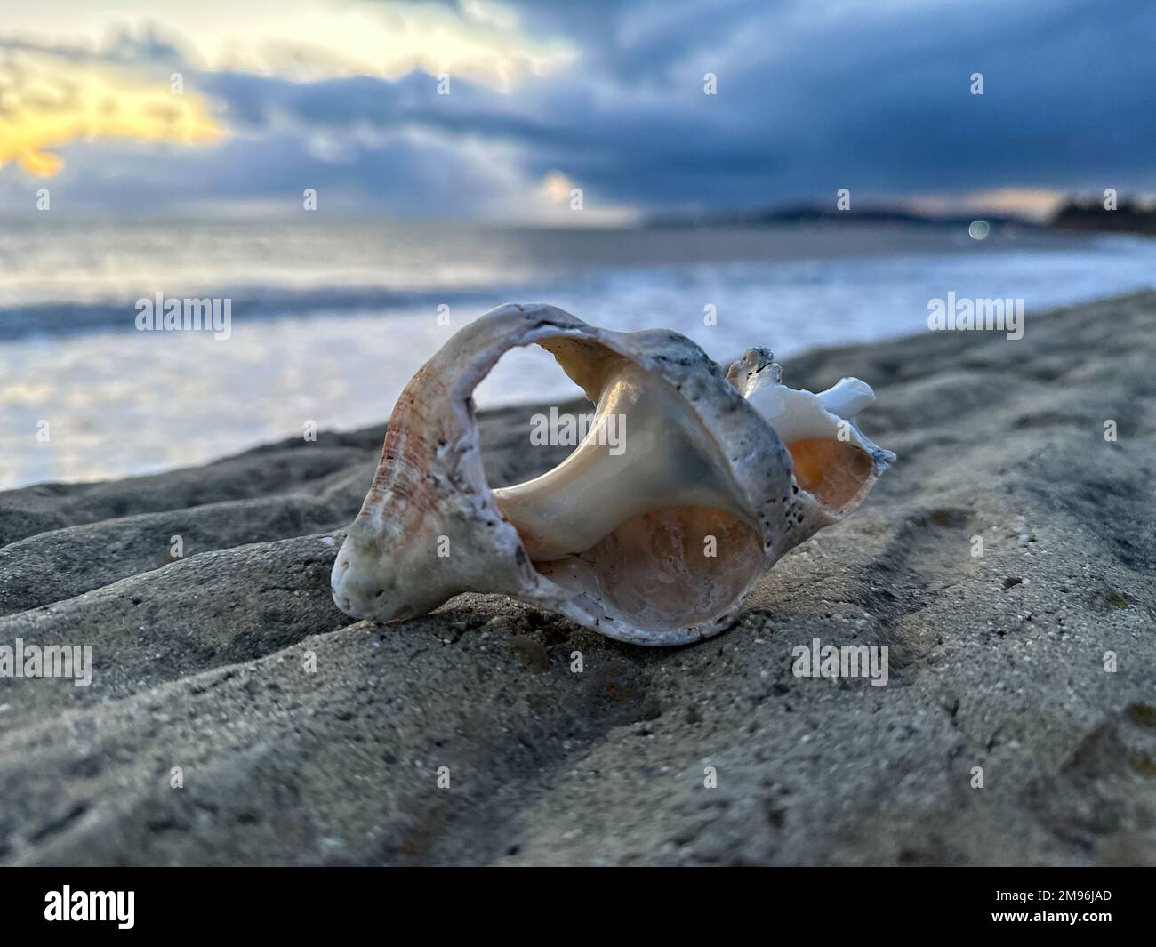 Sea butterfly in shell hi-res stock photography and images - Alamy