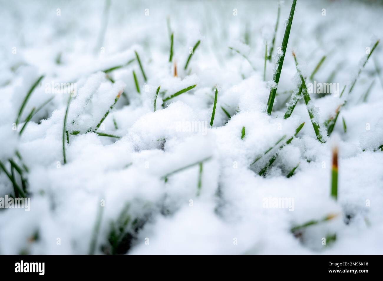 Green grass with snowflakes hi-res stock photography and images - Alamy