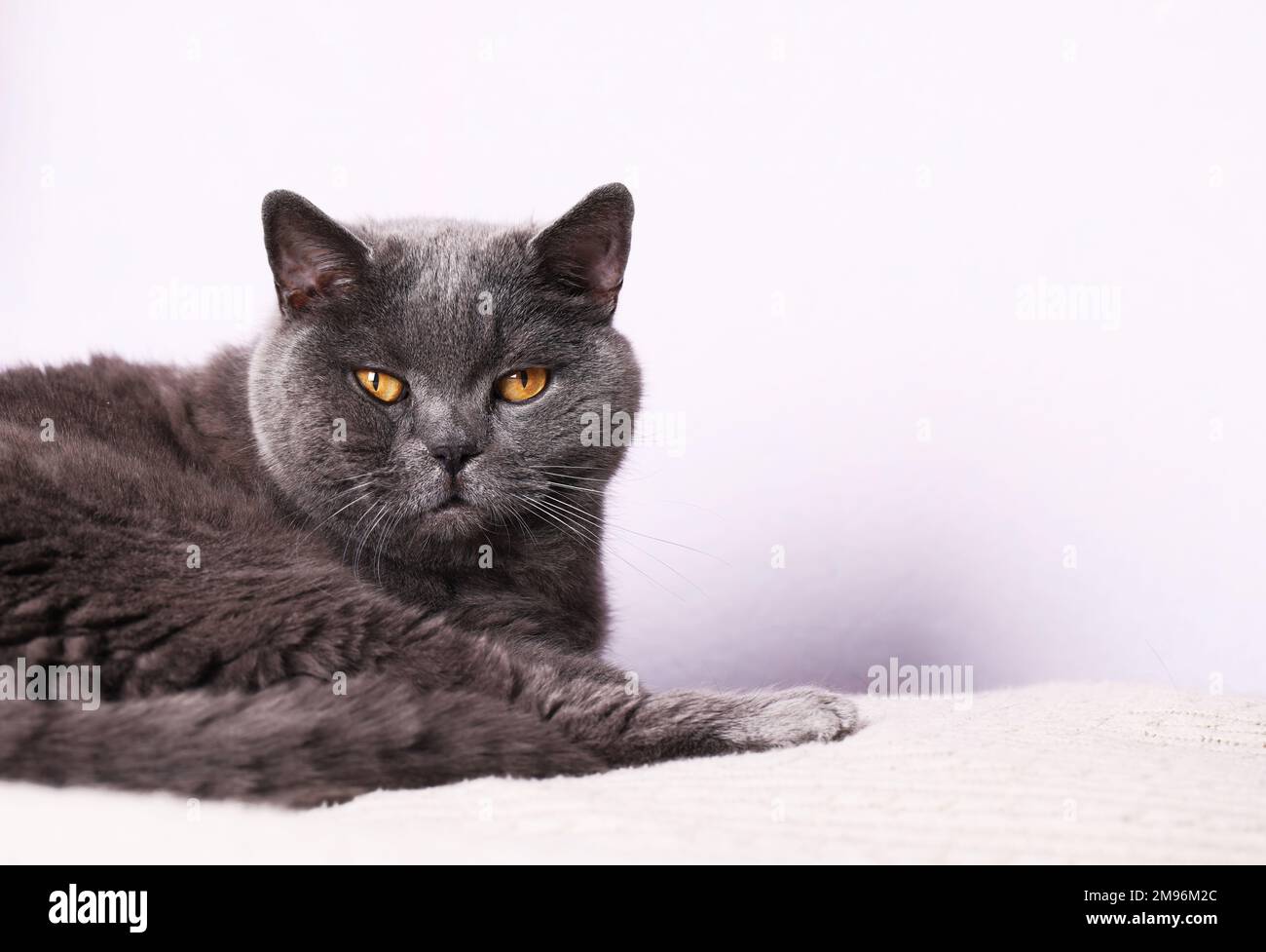portrait british shorthair cat with orange eyes, pet Stock Photo - Alamy
