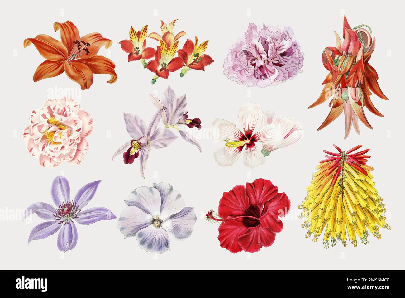 Colorful blooming flowers set vector close up Stock Vector Image & Art ...