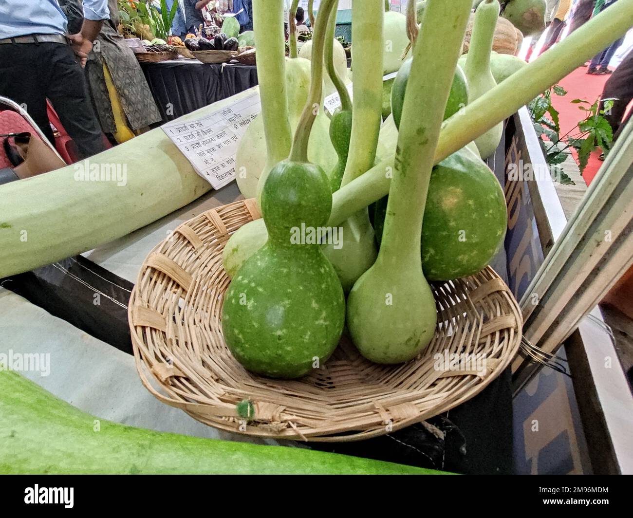 Image of different types of bottle gaurd pepo Stock Photo - Alamy