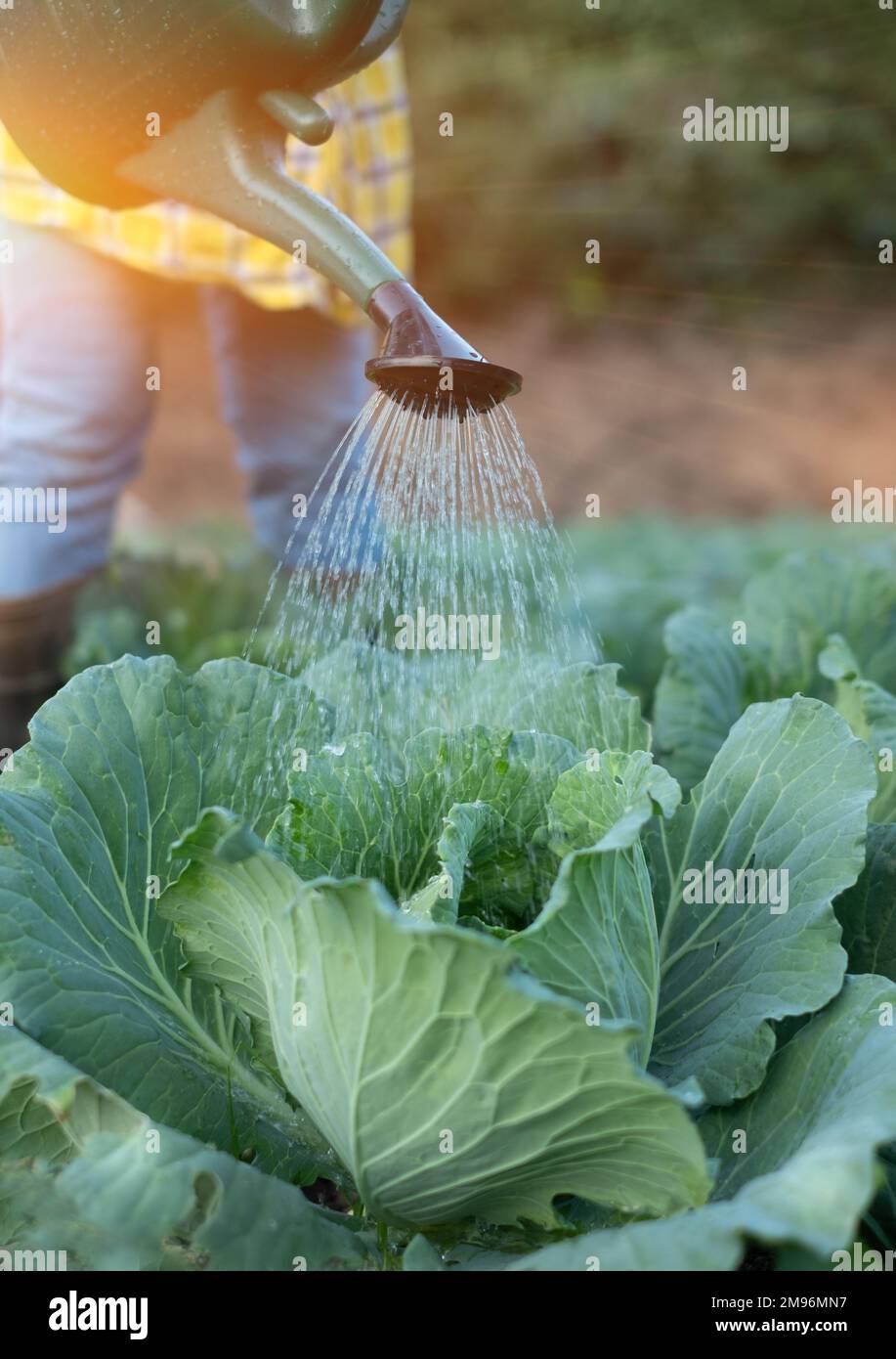 Farmer watering cabbage garden with water can Stock Photo - Alamy