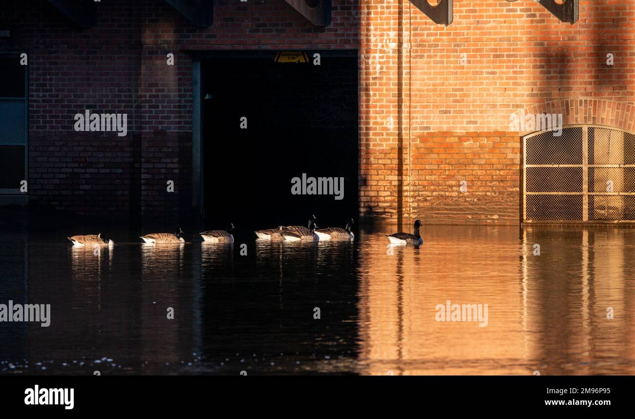 York, 17th January 2023. The river Ouse is very high and flood defence ...