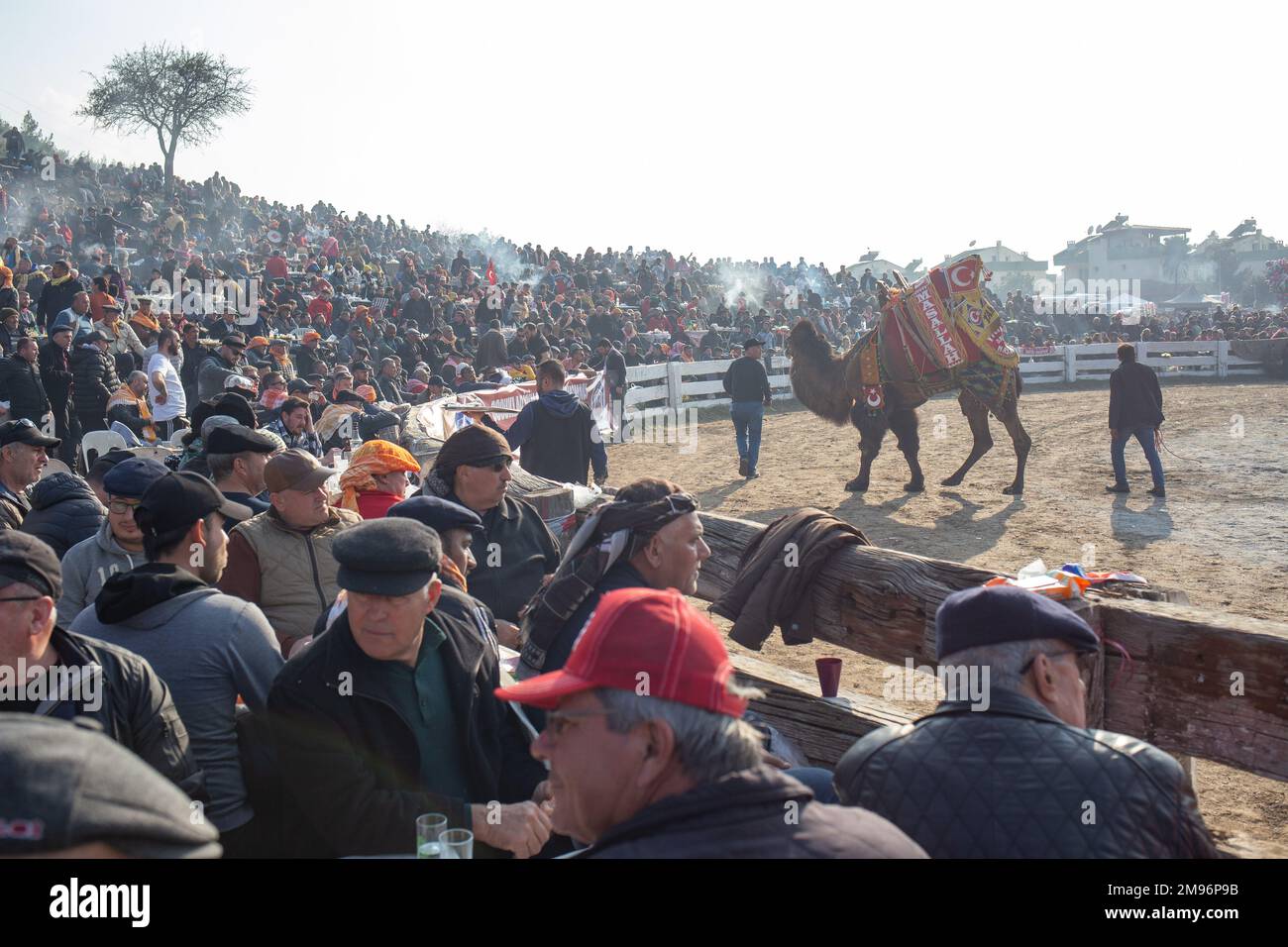 January 15, 2023: Spectators watch camels wrestling during Turkey's ...