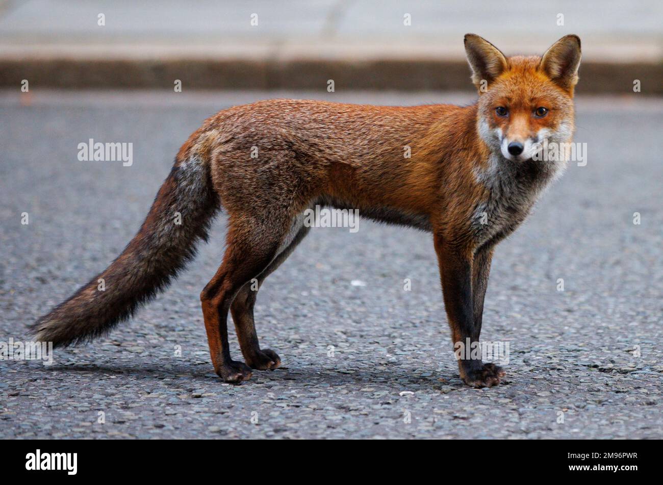 Vermin downing street hi-res stock photography and images - Alamy