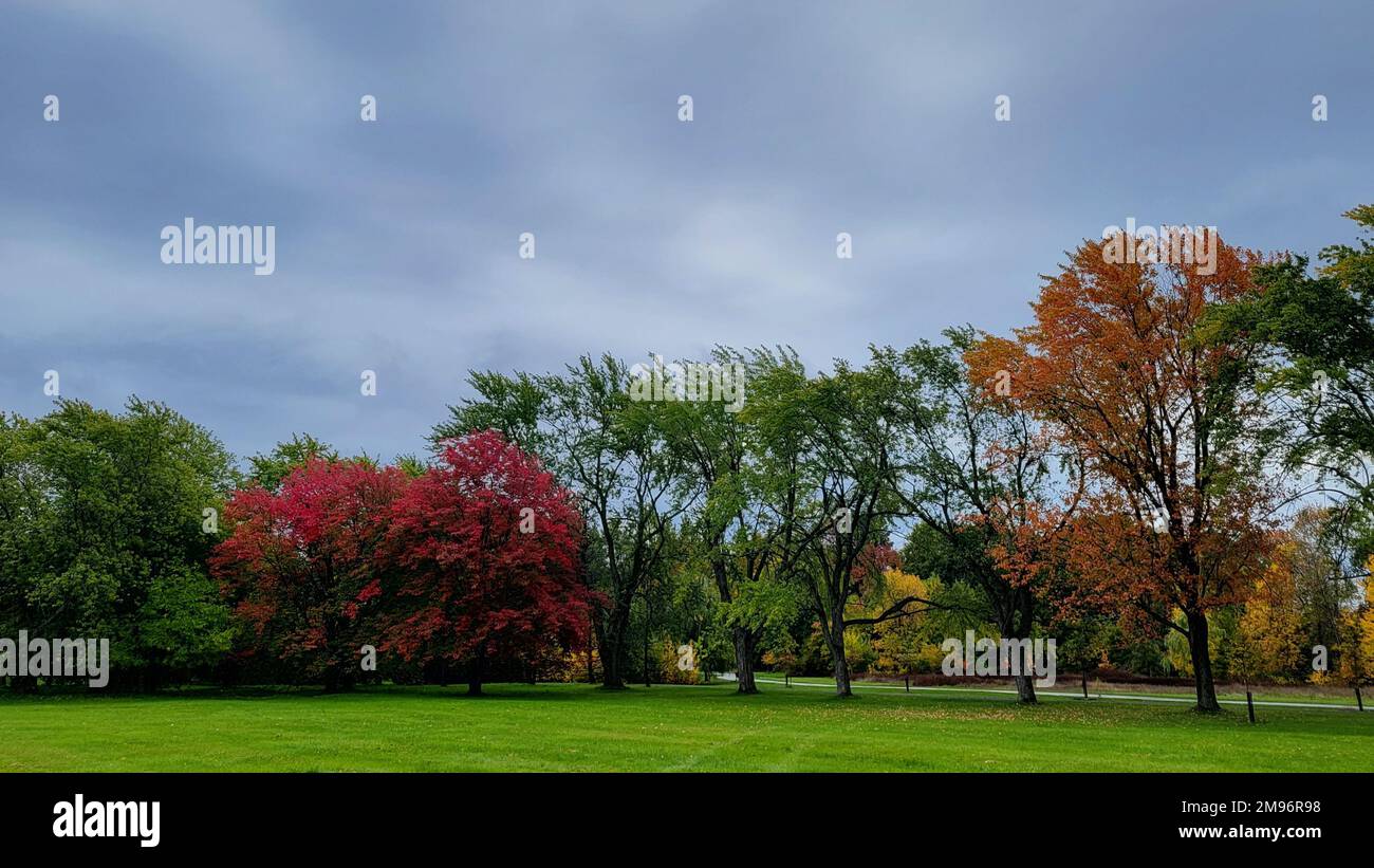A beautiful tree line with autumn foliage, trees in fall colors in a ...
