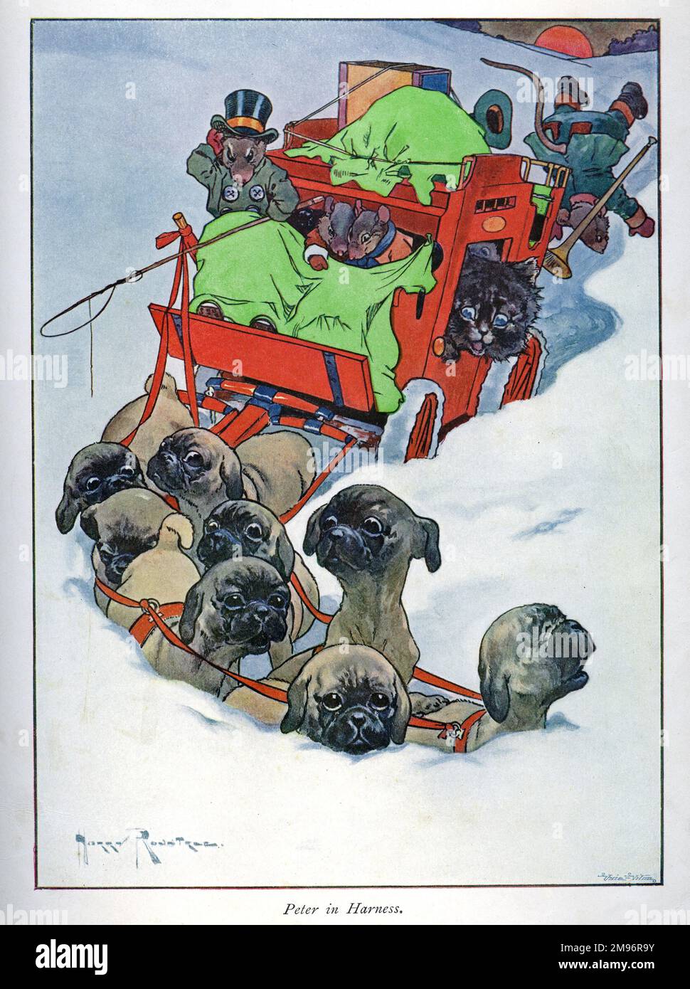 Pulling the pug hi-res stock photography and images - Alamy