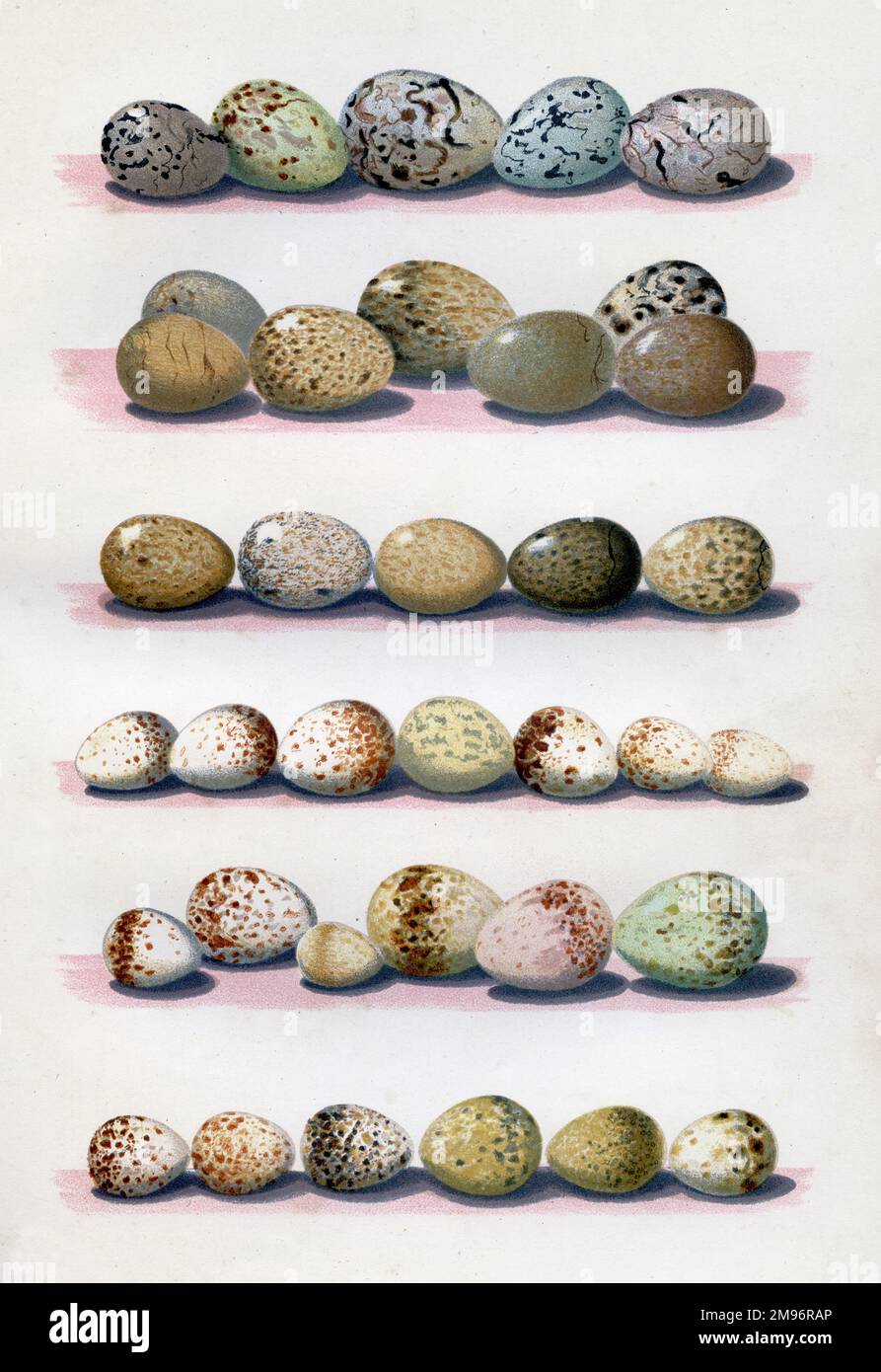The Eggs of British Birds -- assorted eggs of different colours and ...