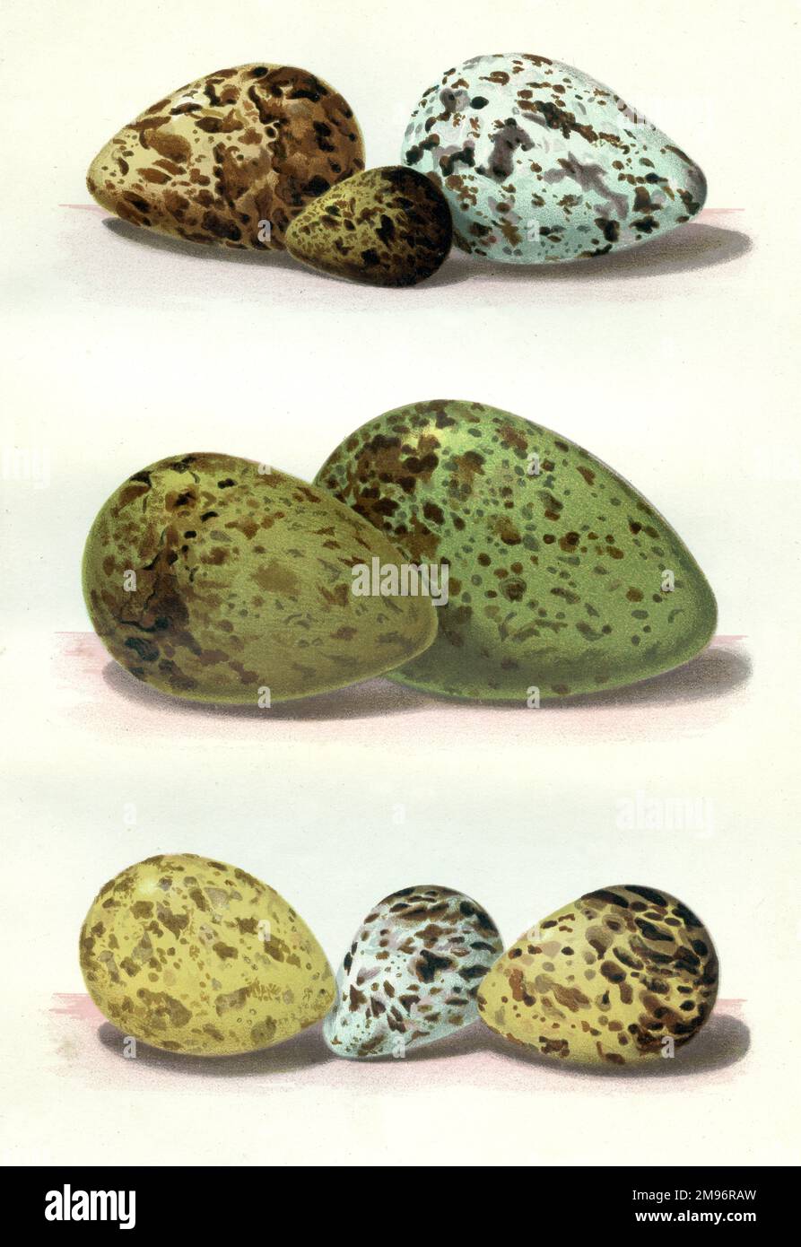 The Eggs of British Birds -- assorted eggs of different colours and ...