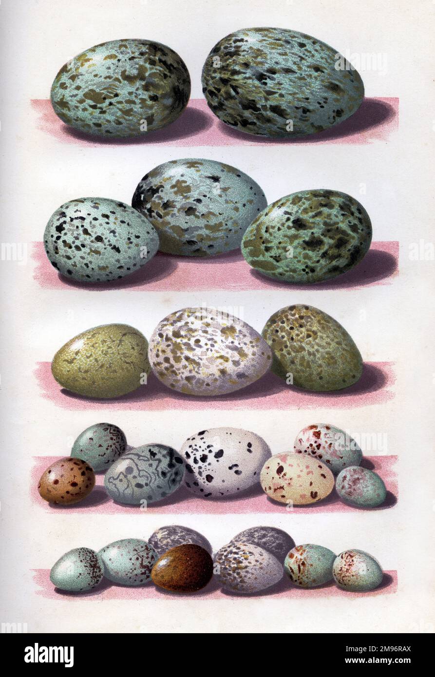 The Eggs of British Birds -- assorted eggs of different colours and ...
