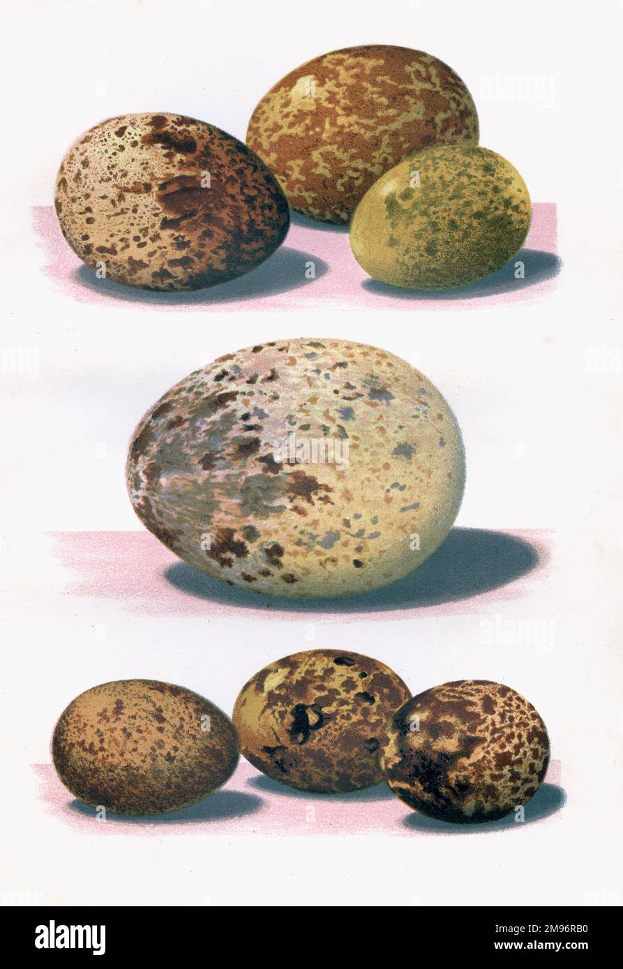 The Eggs of British Birds -- assorted eggs of different colours and ...