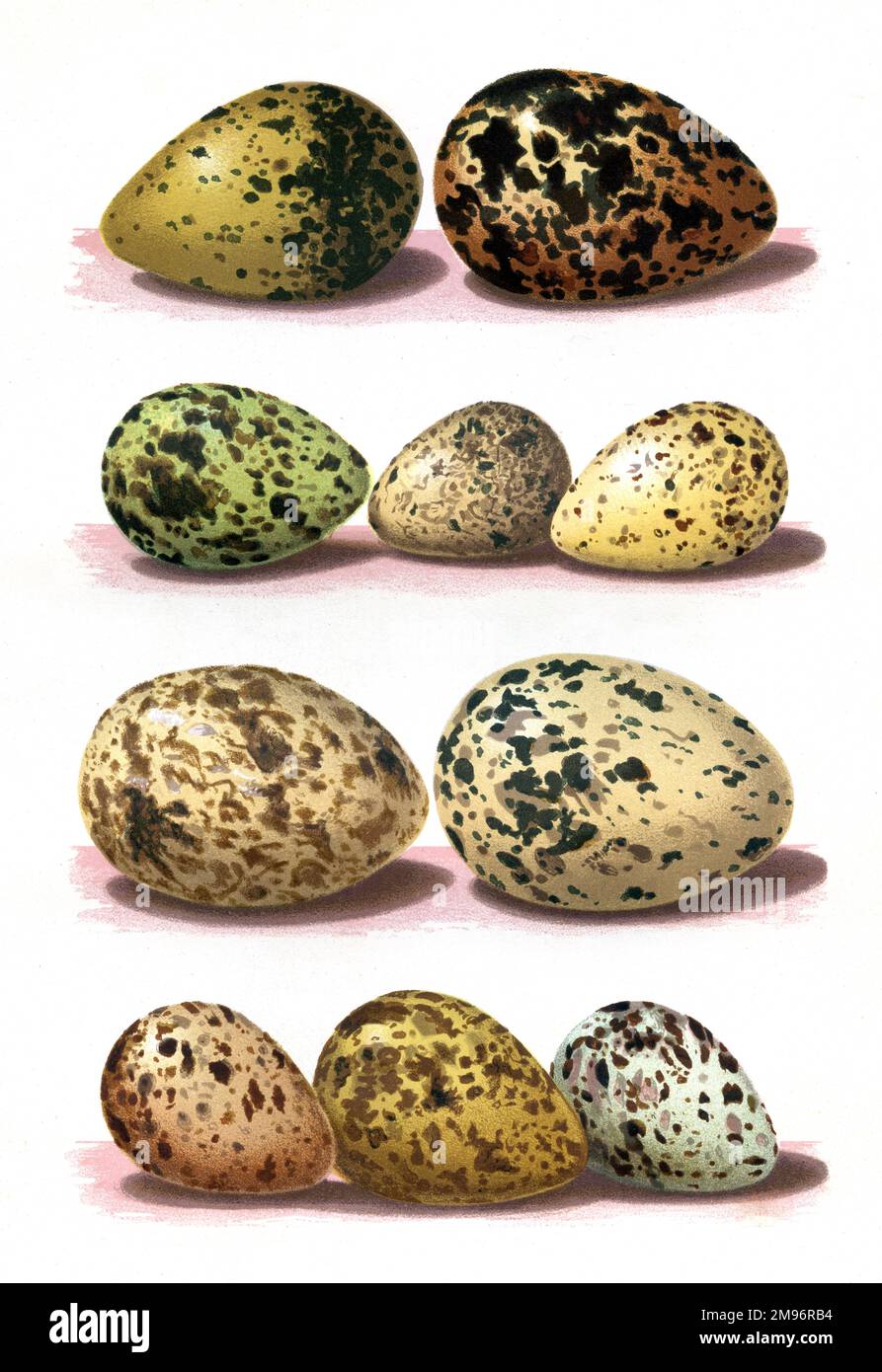 The Eggs of British Birds -- assorted eggs of different colours and ...