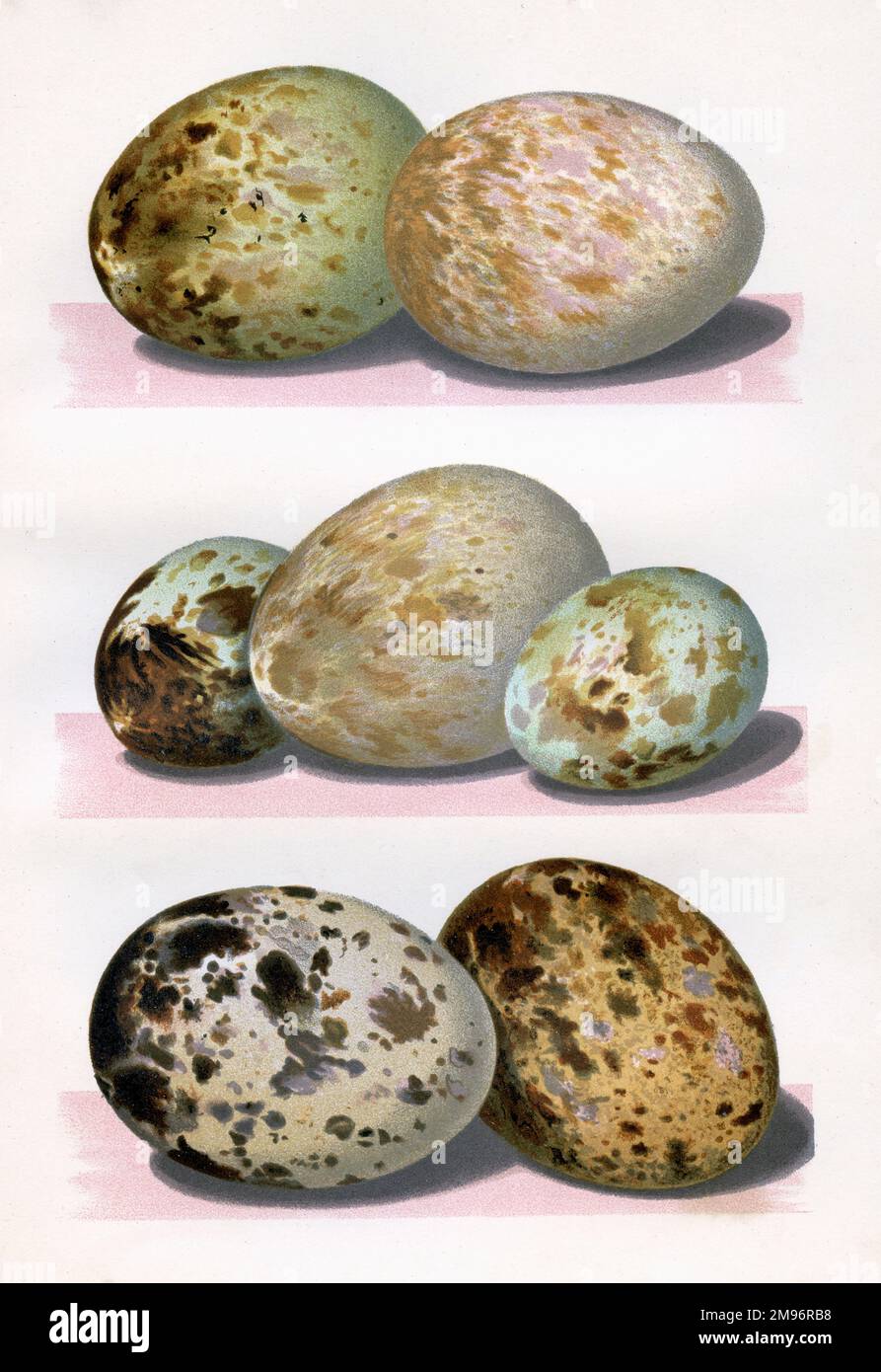 The Eggs of British Birds -- assorted eggs of different colours and ...